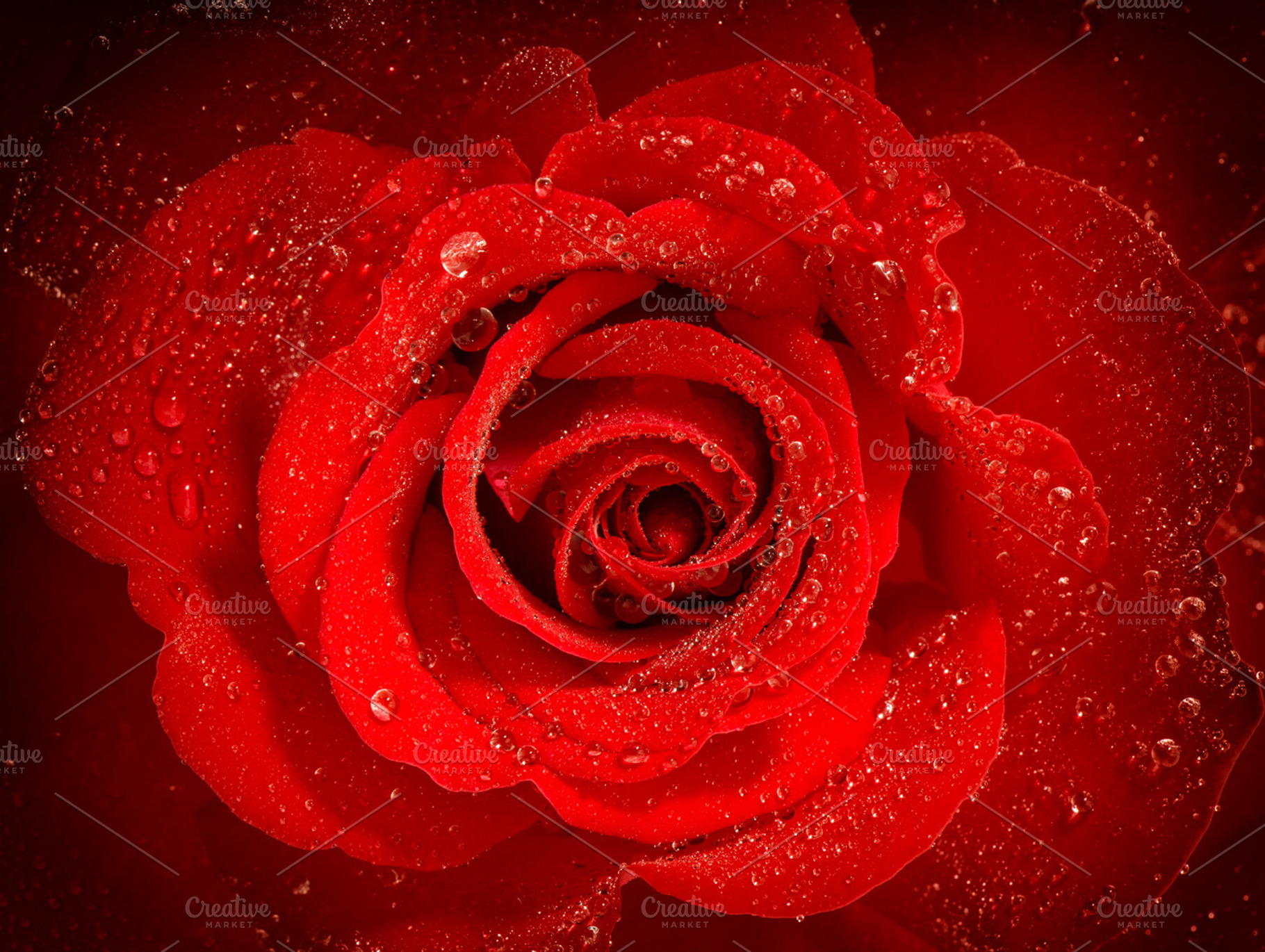 Red rose flower with water drops containing roses, flower, and red, a ...