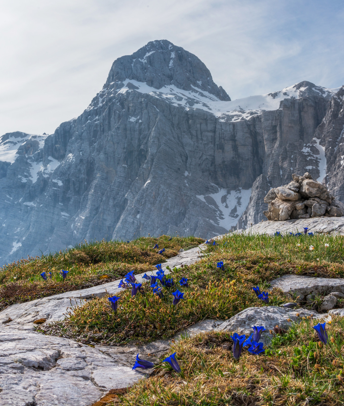 Mountain flowers in the alps featuring acaulis, alp, and alpine, a ...