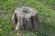 Cutted tree, a Nature Photo by KYNA STUDIO