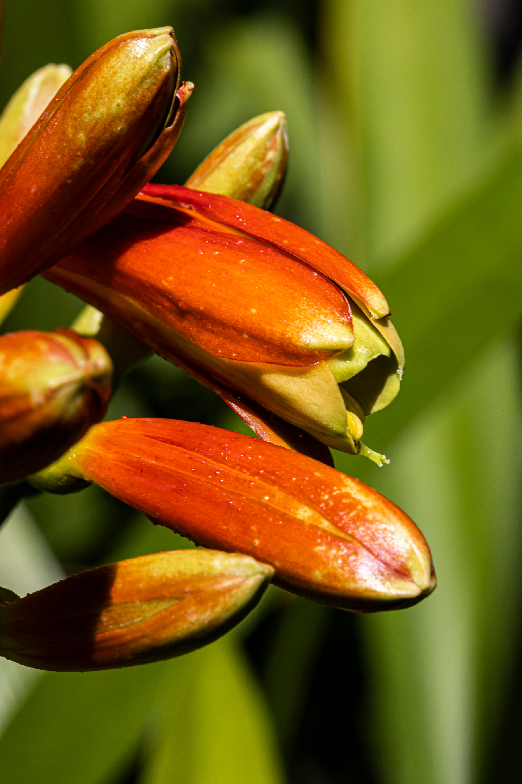 Closed lilium bud featuring ant, background, and beautiful, a Nature ...