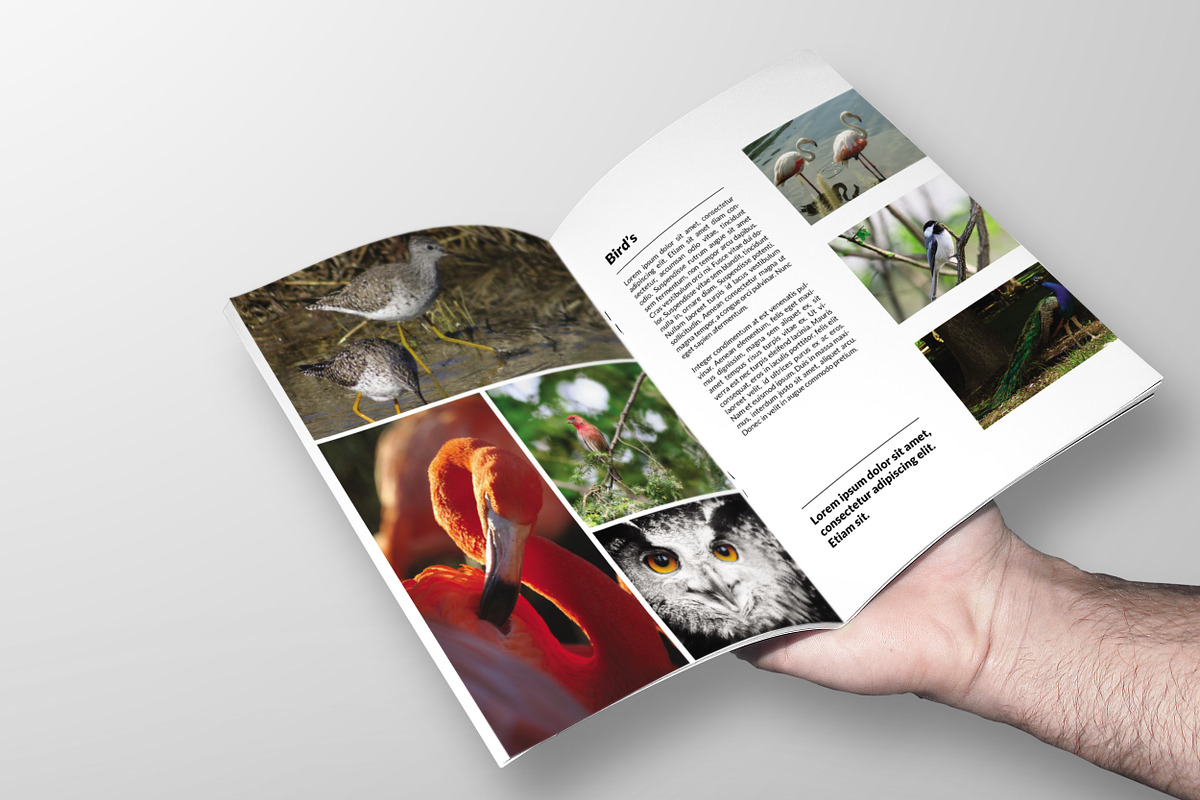 Wildlife Photography Brochure-V541, a Brochure Template by Template Shop