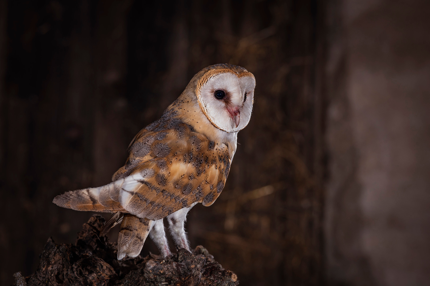 Barn owl hunting at night containing nature, wild, and bird, an Animal ...