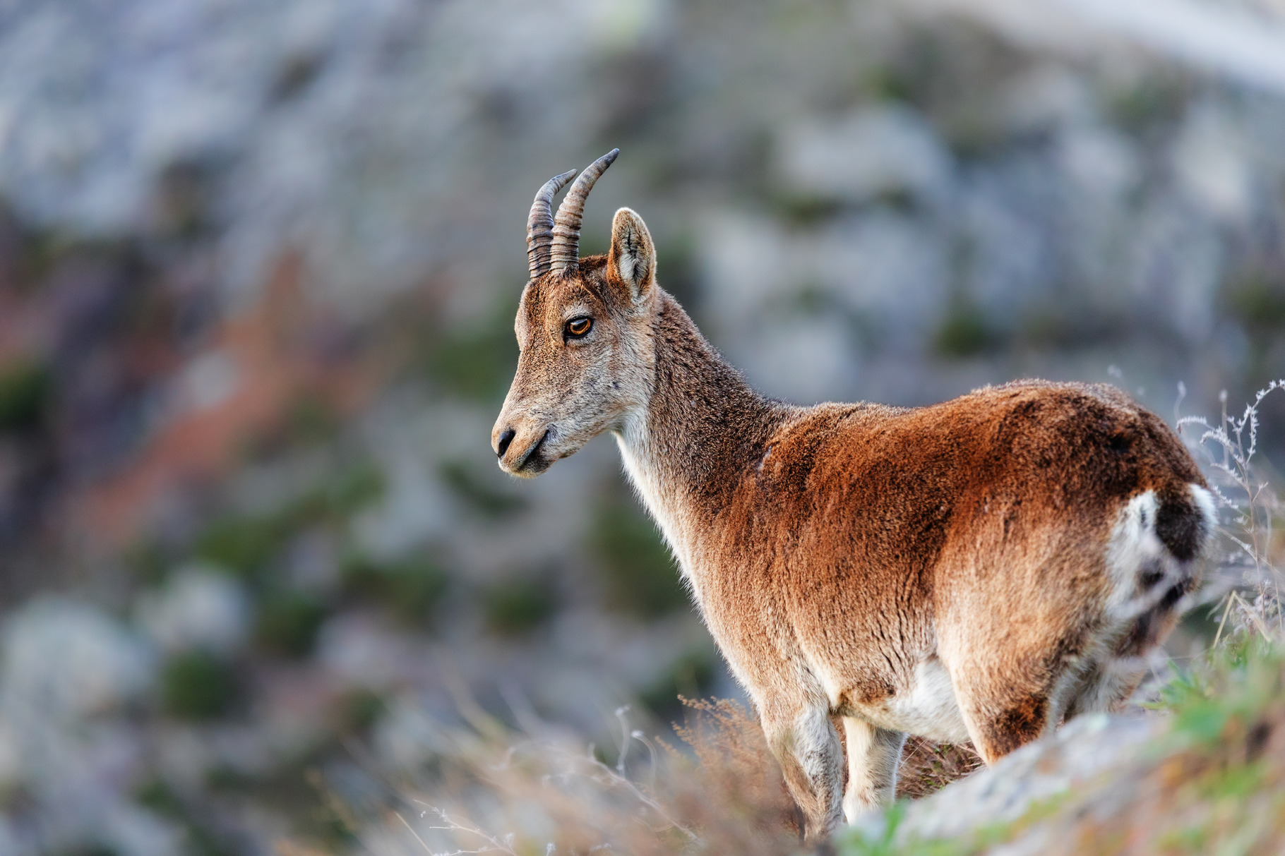 Mountain goat on the edge of a mount, an Animal Photo by Perpis