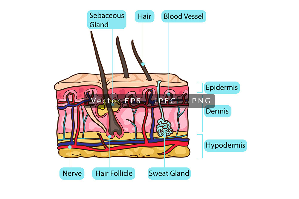 Under Human Skin Body Parts Anatomy, a Healthcare Illustration by ...