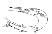 Needlefish or Long Toms Jumping Up Line Drawing, a Photo by patrimonio