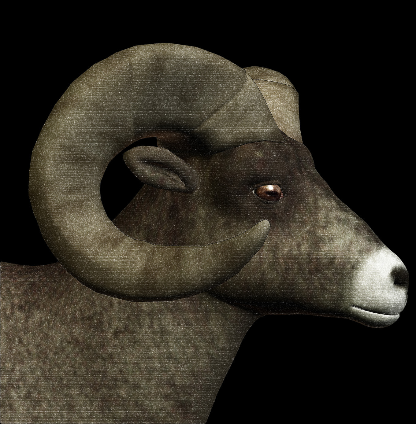 Goat Horns Sketch, an Animal Illustration by sirylok