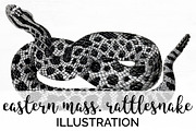 Rattlesnake Eastern Massasauga, an Animal Illustration by Enliven Designs