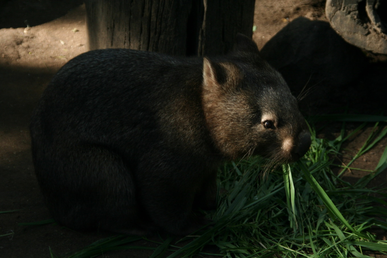 The Wombat native australian animal | Animal Stock Photos ~ Creative Market