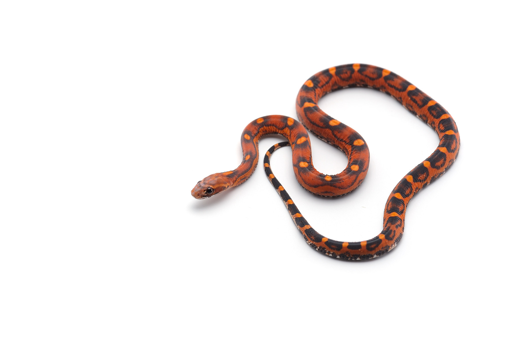 Scaleless corn snake isolated stock photo containing aggression and ...