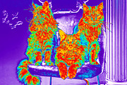 Thermal Heatmap Photo Effect, a Layer Style Add-On by iDoodle Studio