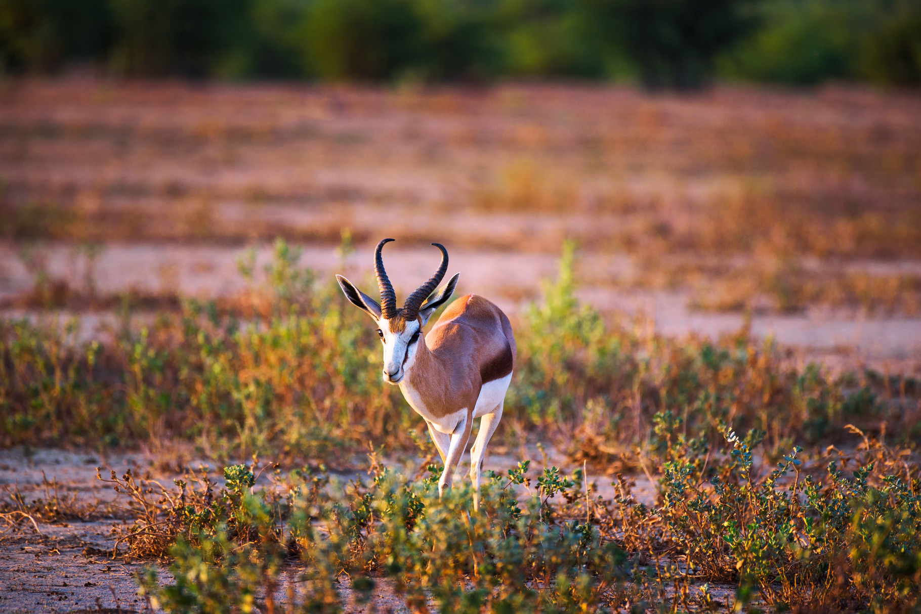 Springbok antelope photographed at, an Animal Photo by Nick Fox ...