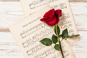 Red rose. Music notes, a Holiday Photo by LiliGraphie