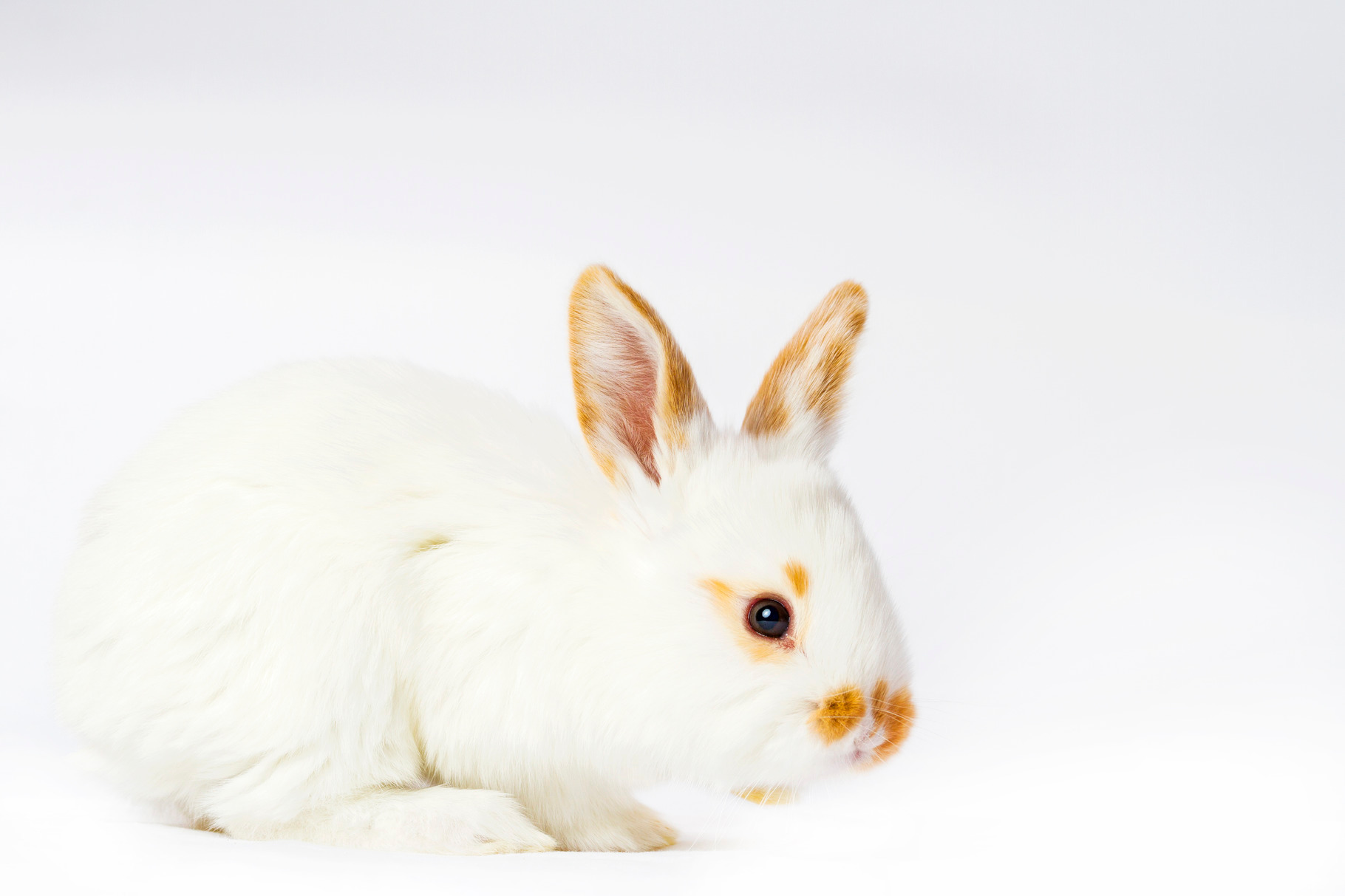 cute fluffy white rabbit on a white, an Animal Photo by Pakosta