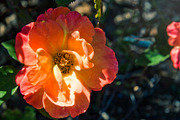 Sunburst Rose 2 (Photo), a Nature Photo by Tien Frogget