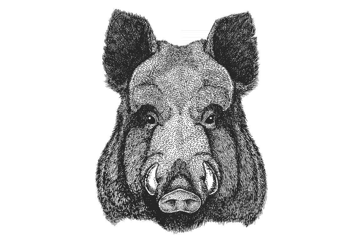 Wild hog, an Animal Illustration by Art Loft