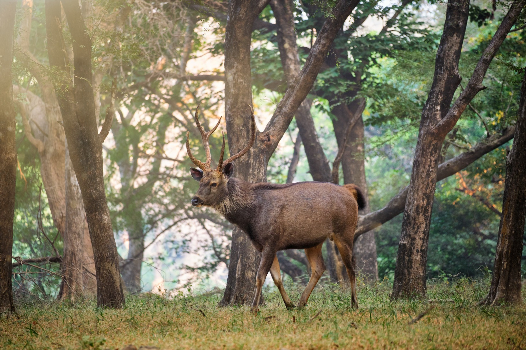 Male sambar rusa unicolor deer in containing sambar, sambar deer, and ...