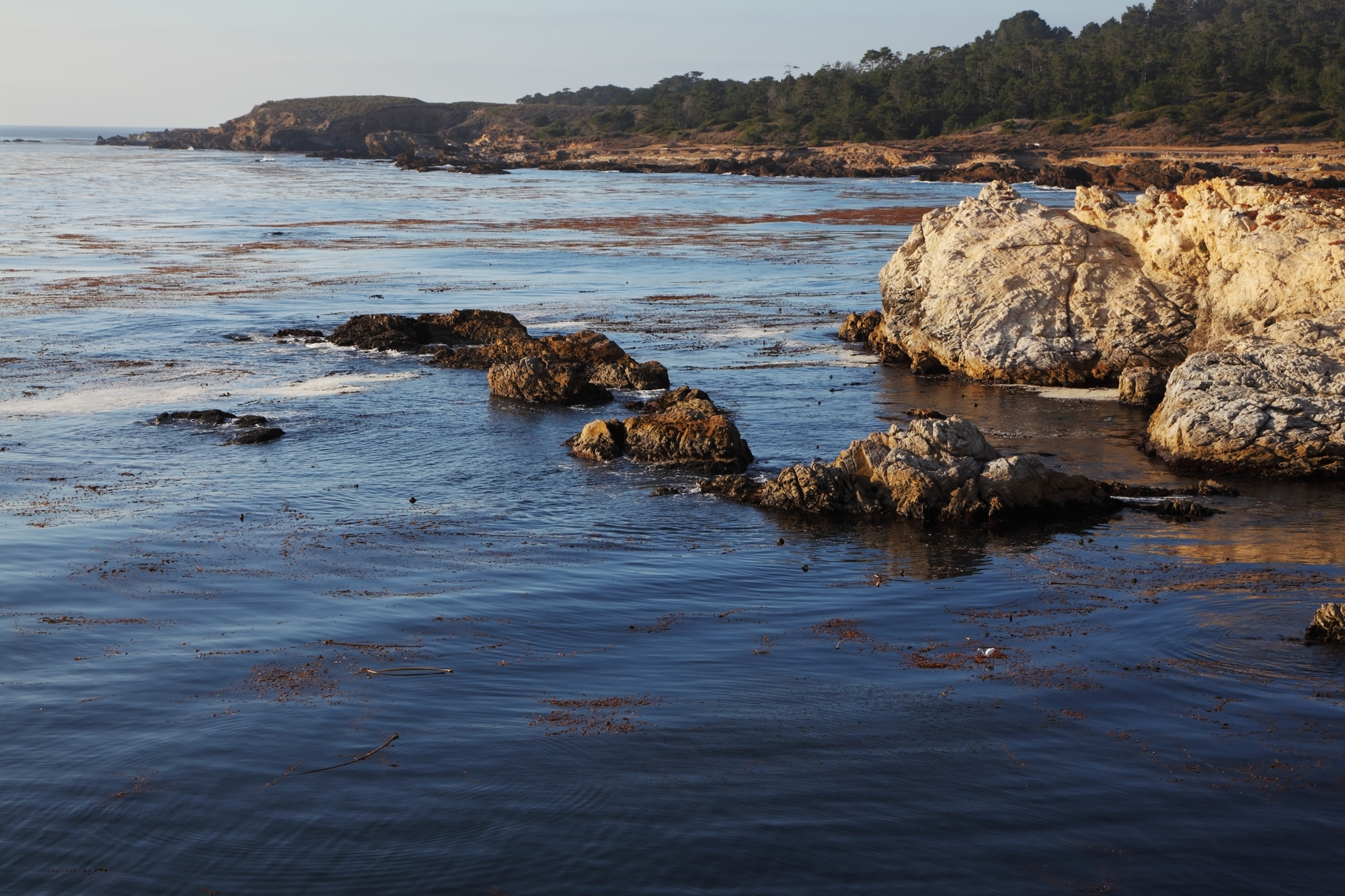 Algae and moss in the lagoon featuring lagoon, point, and lobos, a ...