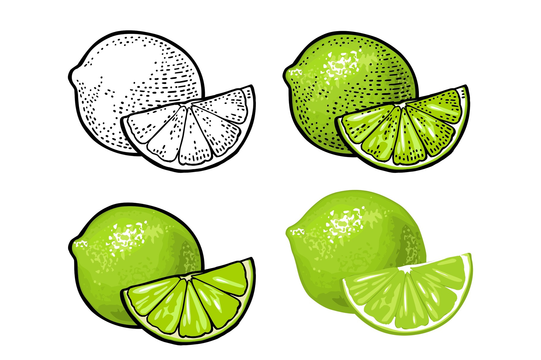 Lime slice and whole. Vector color vintage engraving and flat, an ...