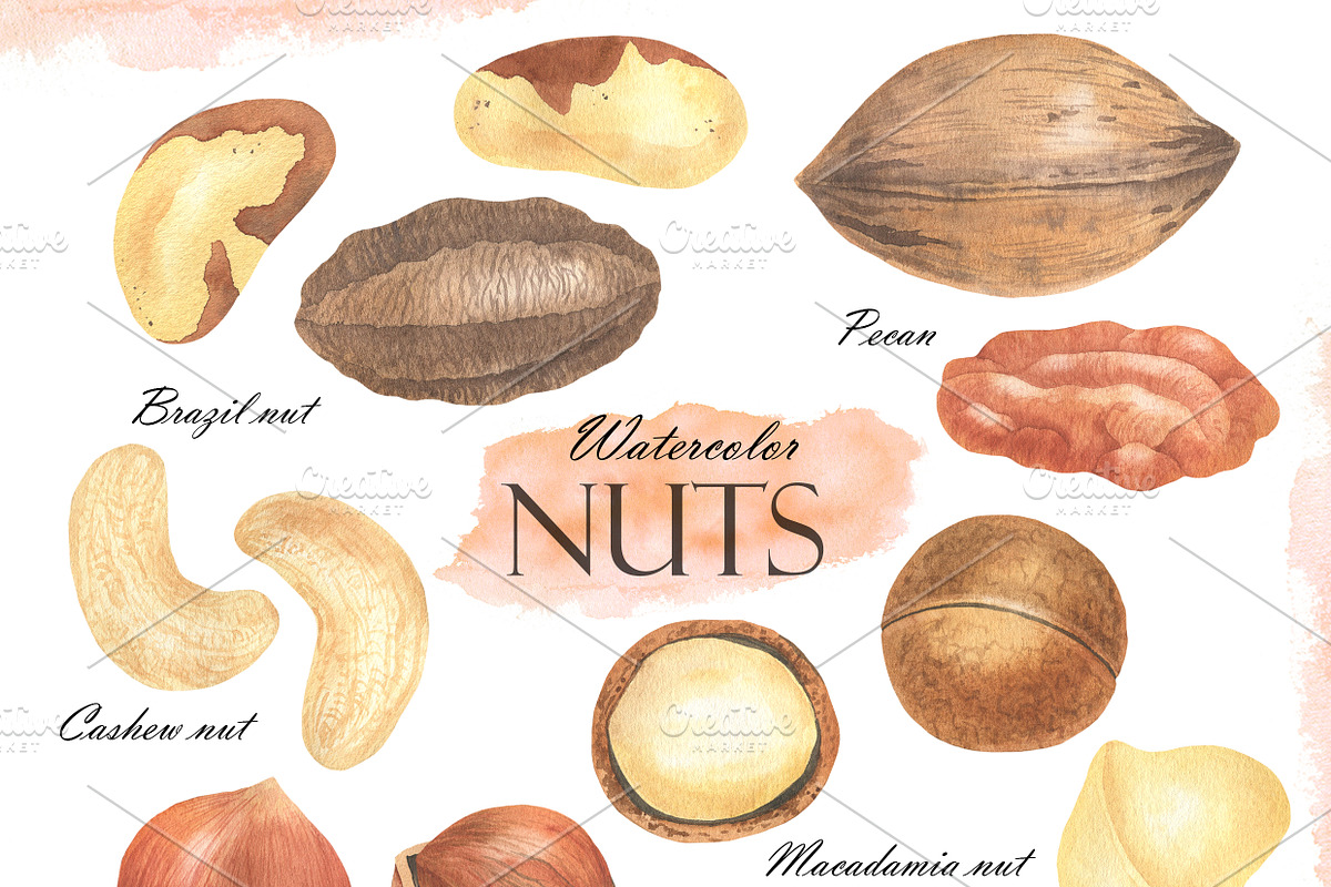 Watercolor Nuts Clipart, a Food Illustration by OlDm_Shop
