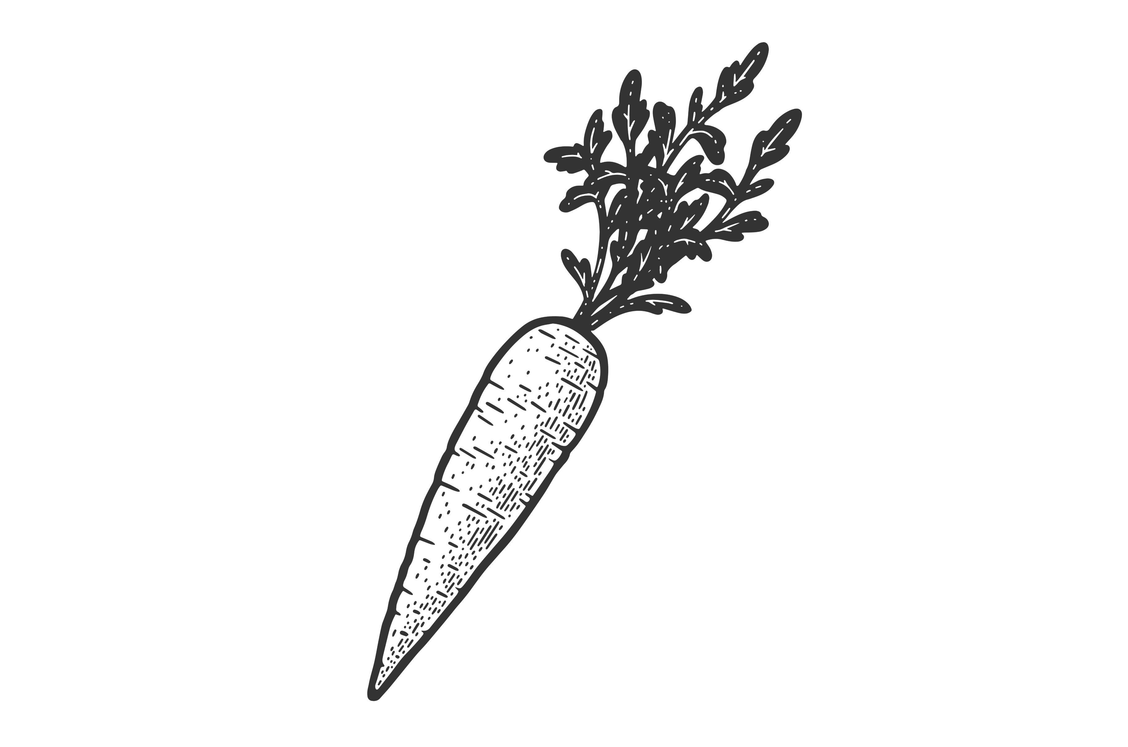 carrot plant sketch vector, a Food Illustration by AlexArt