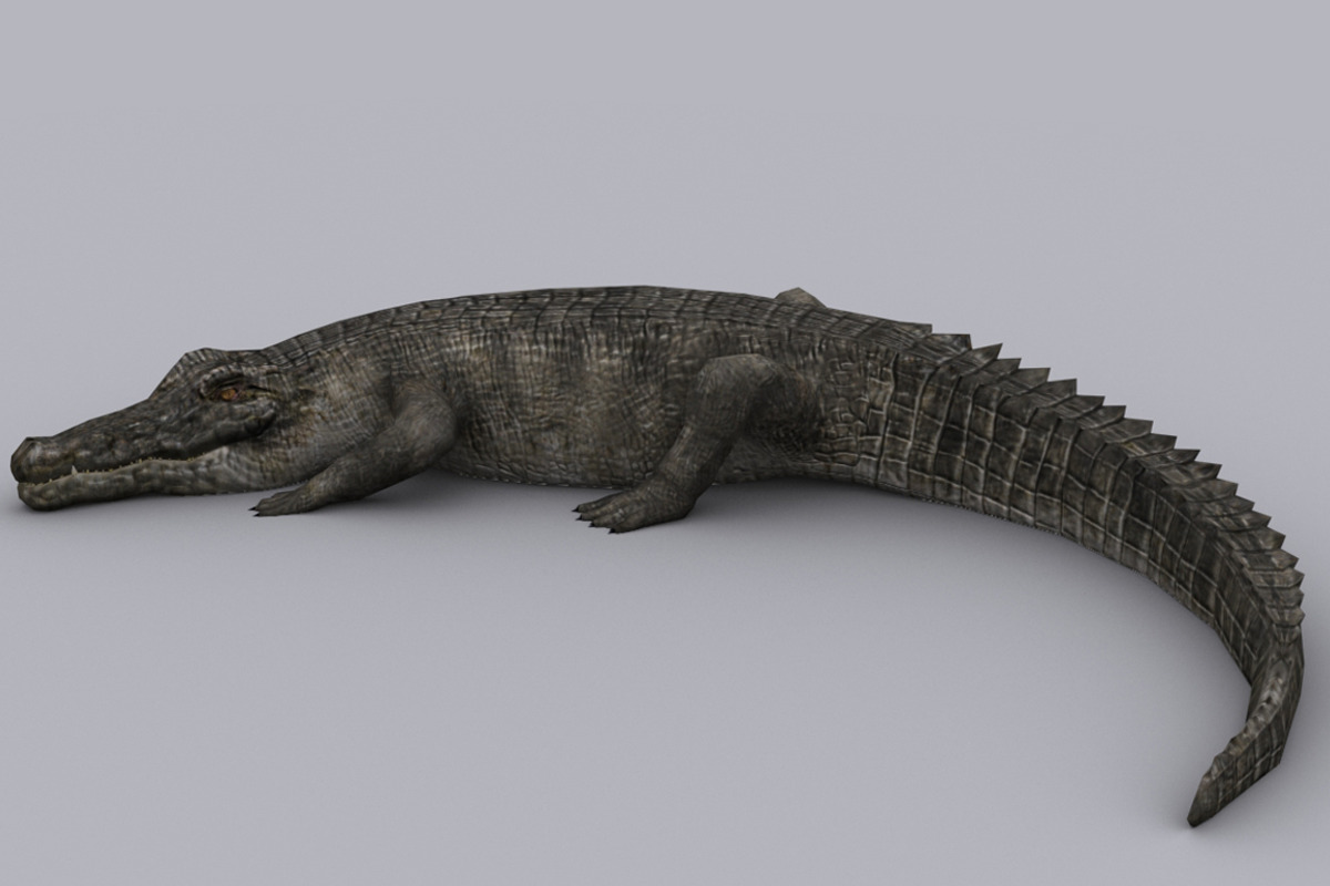 CROCODILE fbx only, an Animal 3D Model by PROTOFACTOR