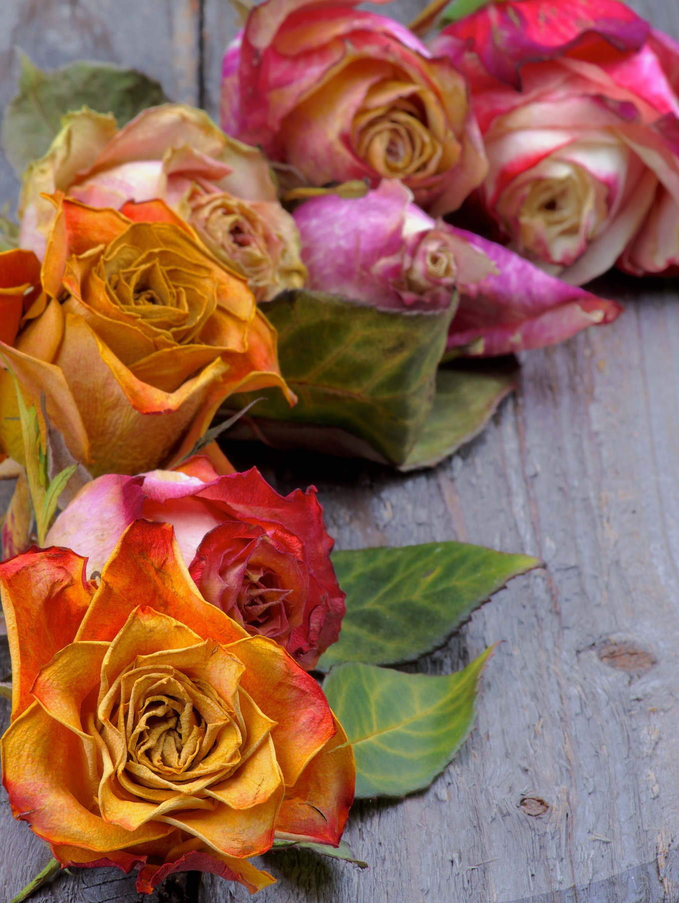 Withered roses containing arrangement, background, and beautiful, a ...