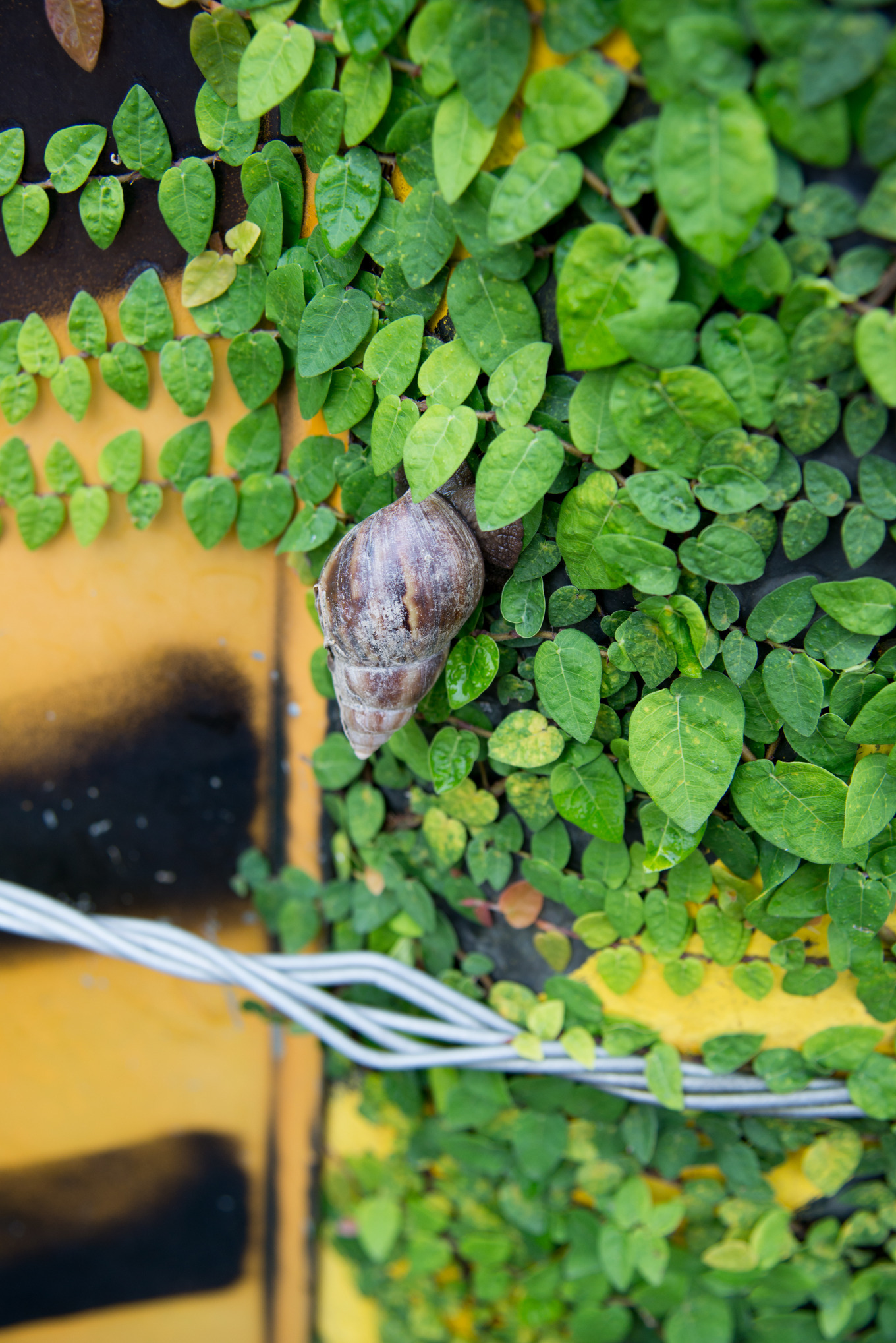 Garden snail in Taiwan, a Nature Photo by Jacq Design