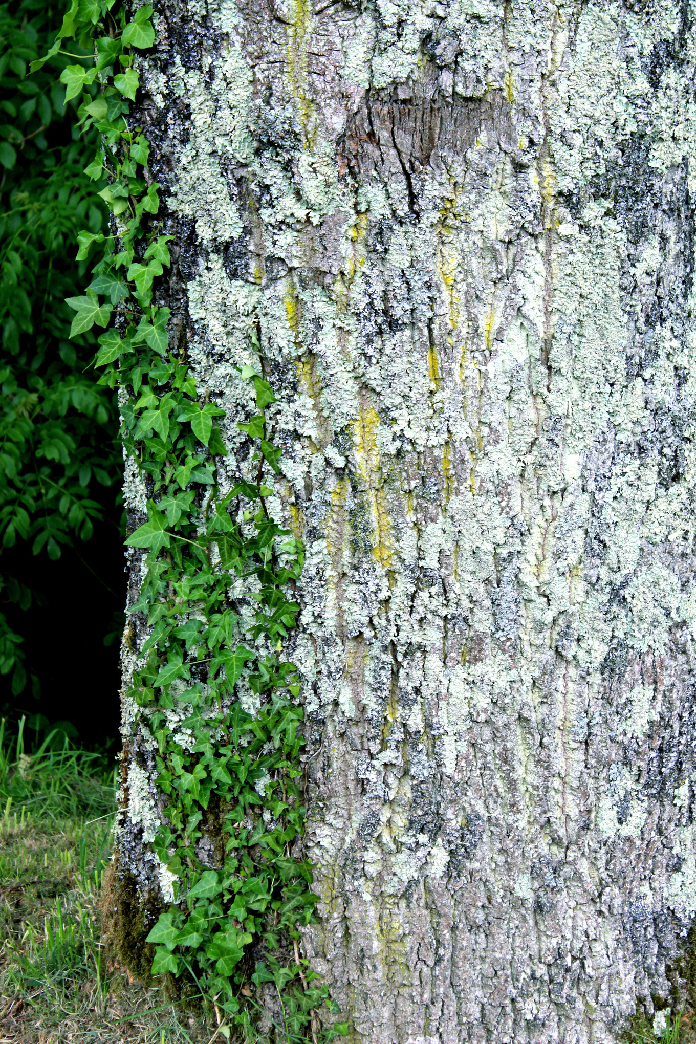 Old Tree Trunk with Ivies, an Abstract Photo by Corner Croft Mockups