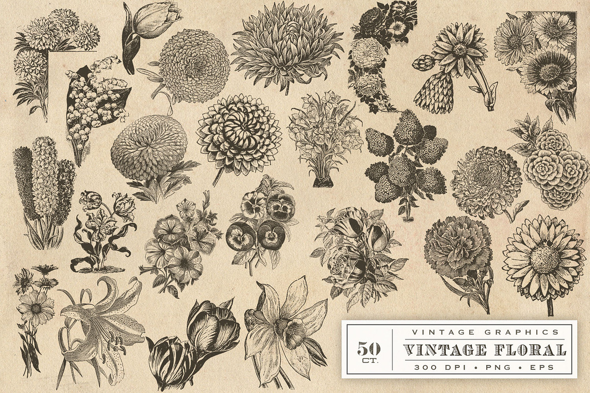 Vintage Flower Vector Graphics, an Illustration by Eclectic Anthology