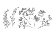 Garden Herbs Drawing Set, an Illustration by Anna Repp Illustration