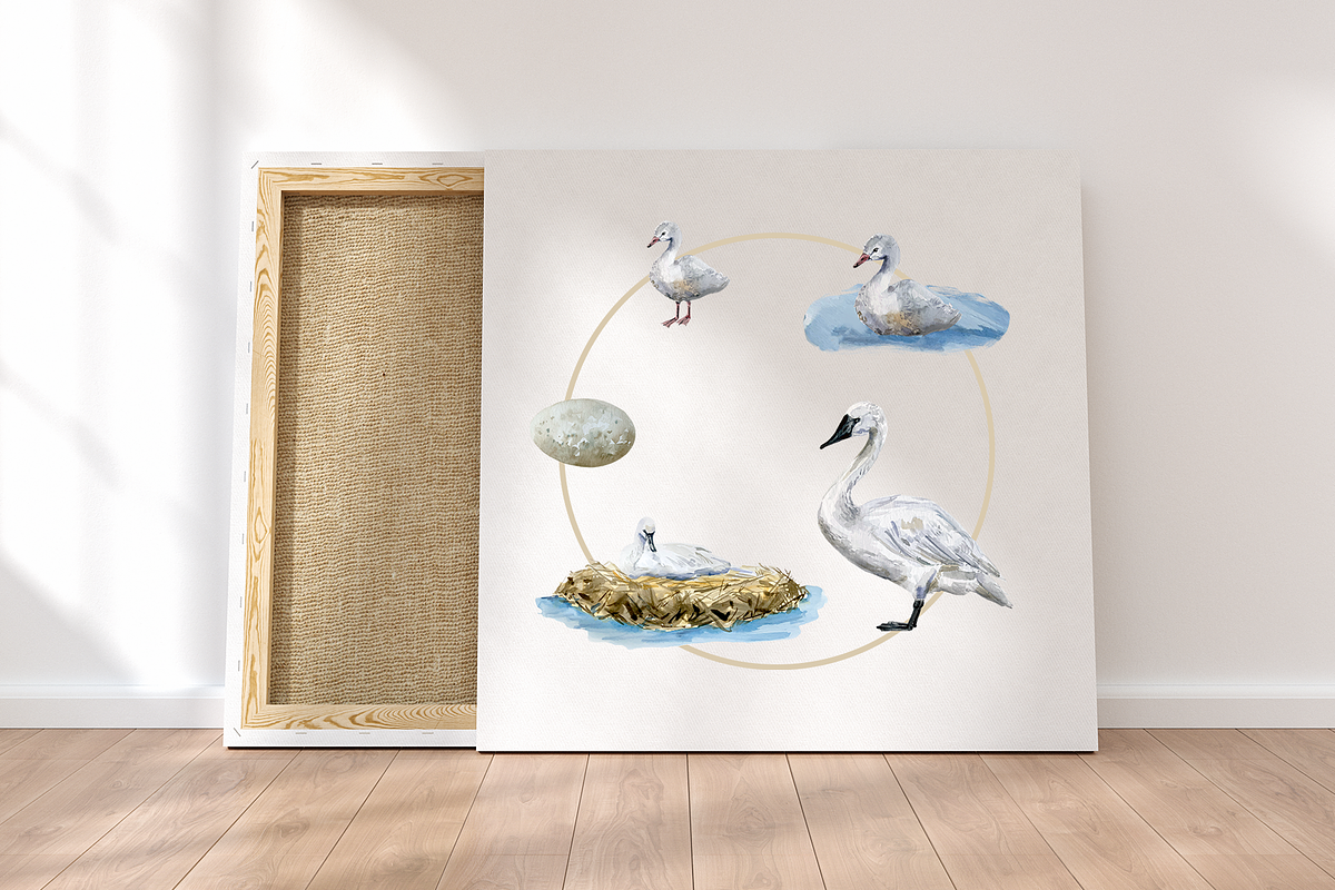 Trumpeter Swan Life Cycle Set, an Education Illustration by Tati Bordiu