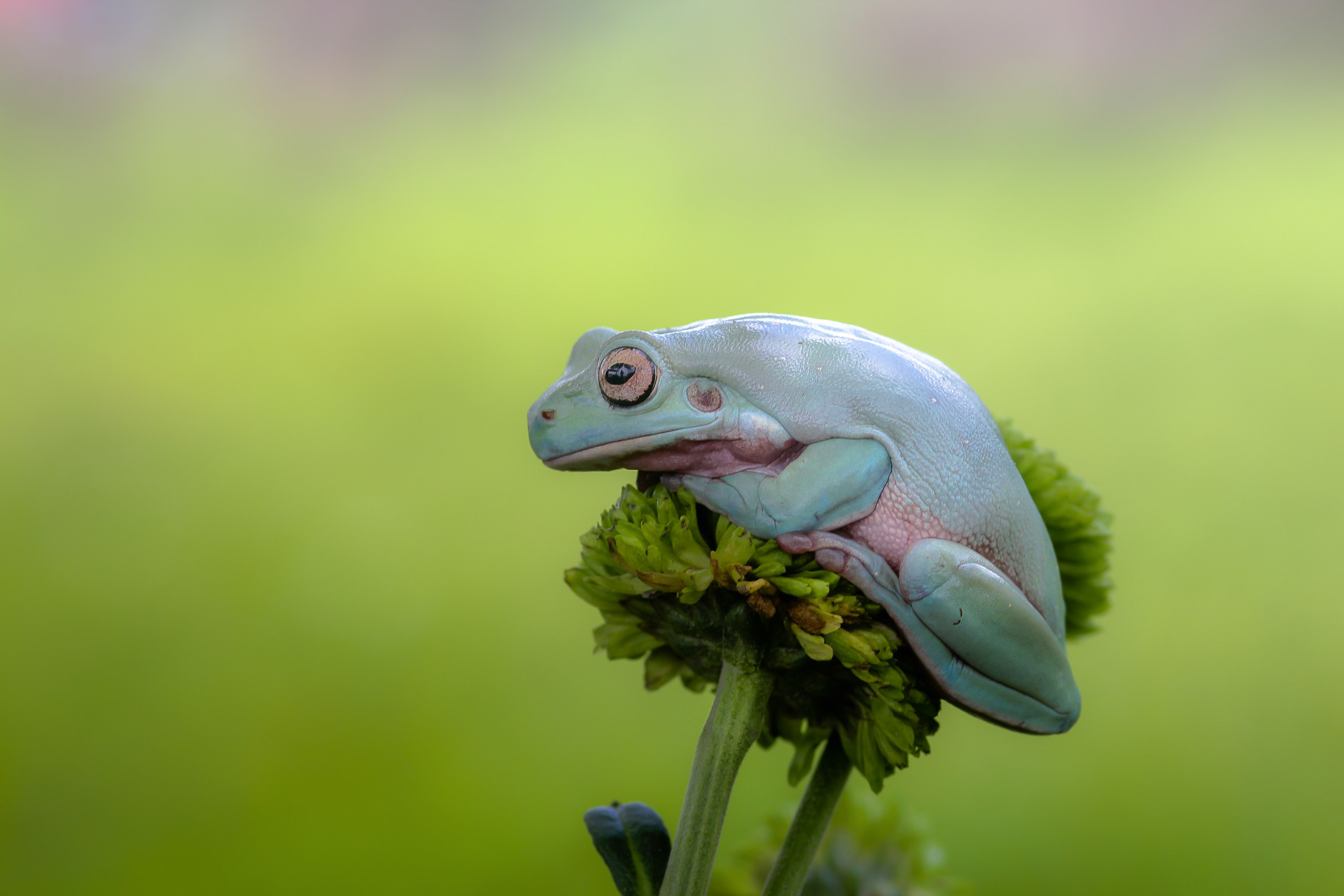 Frog tree frog dumpy frog containing frog, tree frog, and dumpy frog ...