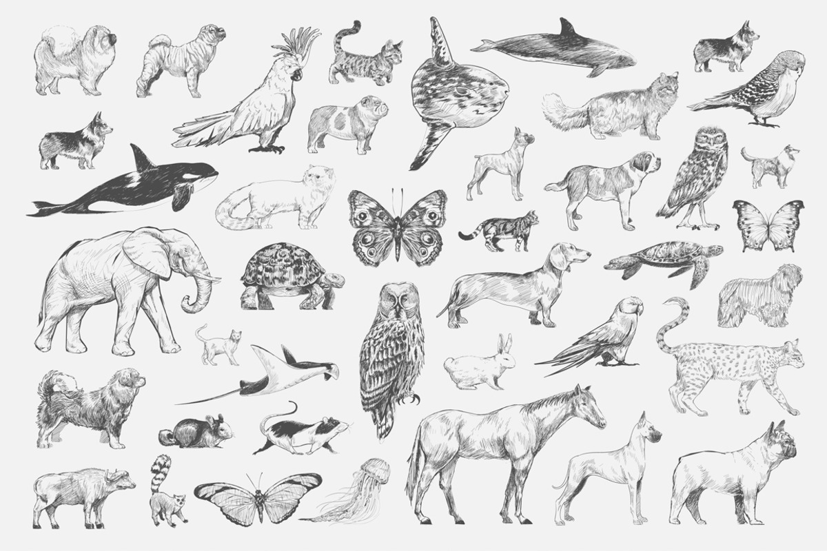 Animal collection vector, an Animal Illustration by rawpixel | Creative ...