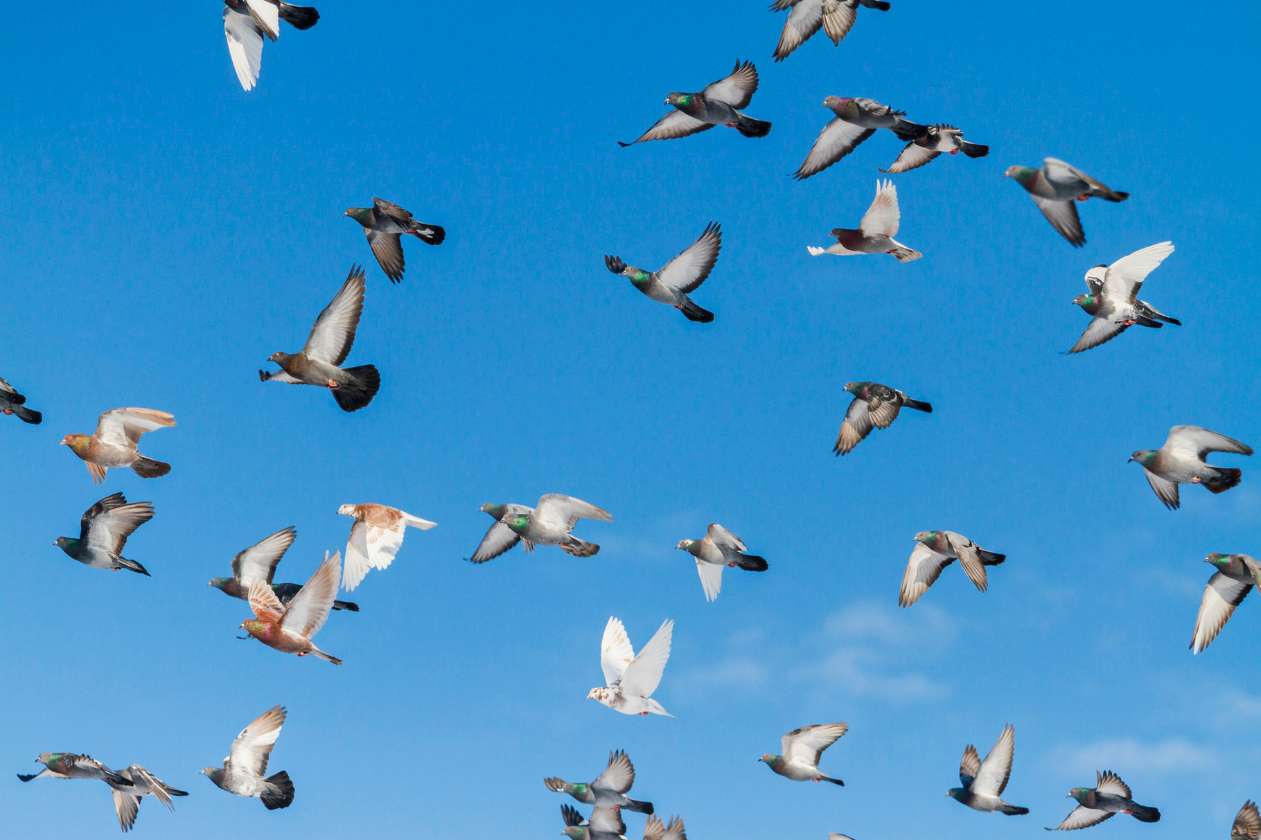 flock of colored pigeons flying, a Nature Photo by Pakosta