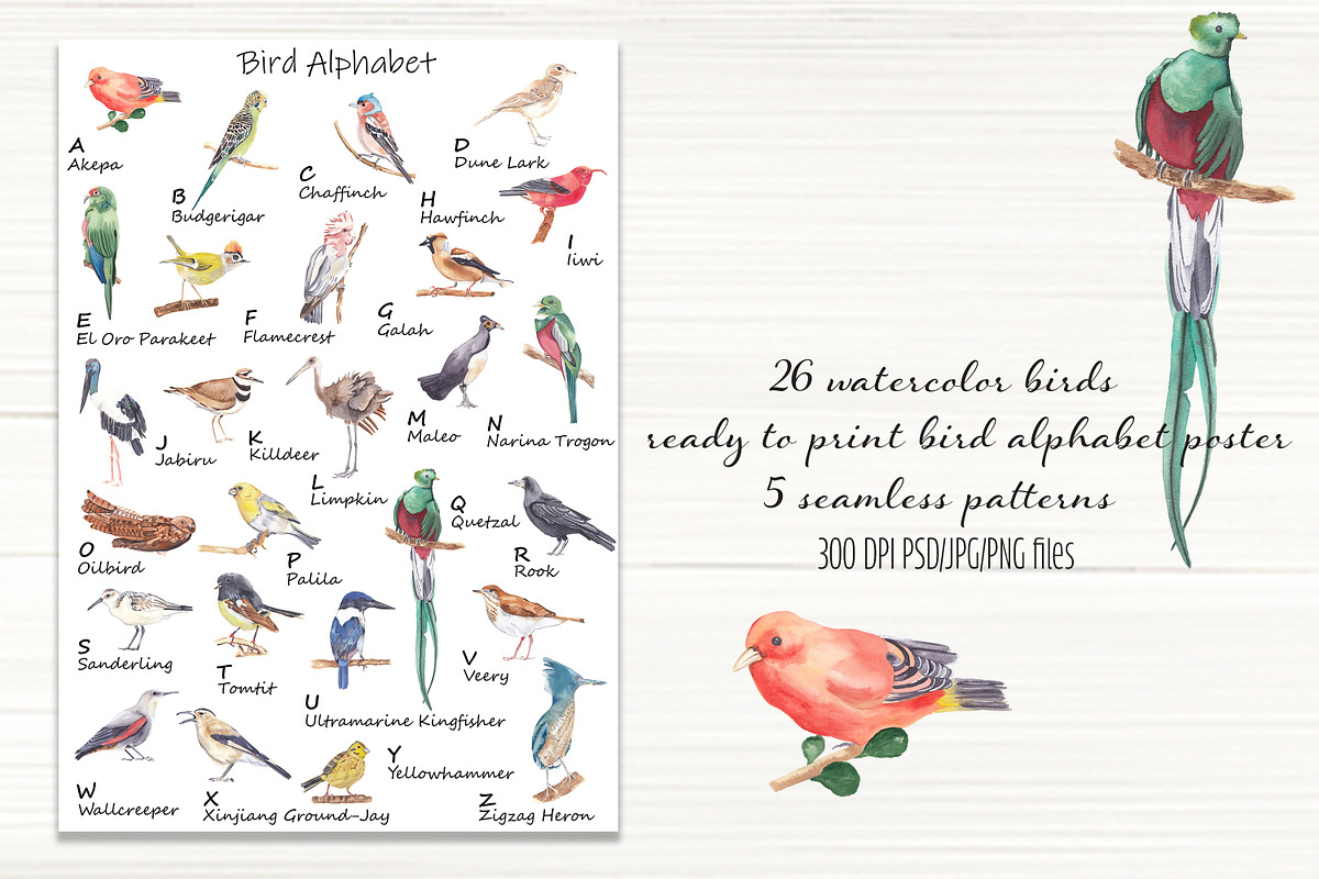 Bird Alphabet clipart - watercolor, an Animal Illustration by Visual Animal