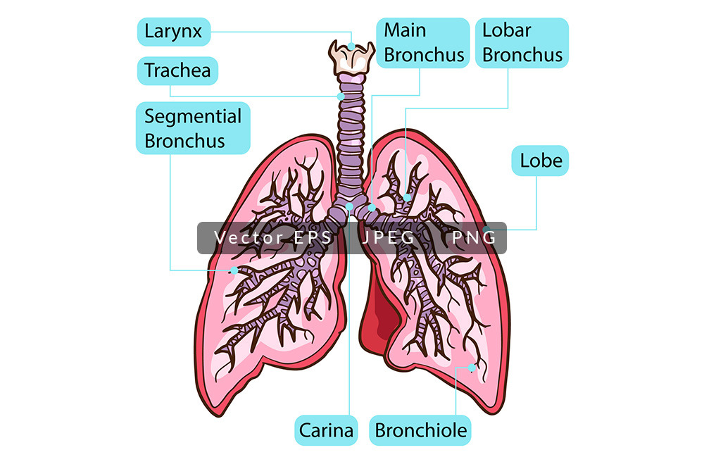 Inside Lungs Body Parts Anatomy, a Healthcare Illustration by SCworkspace