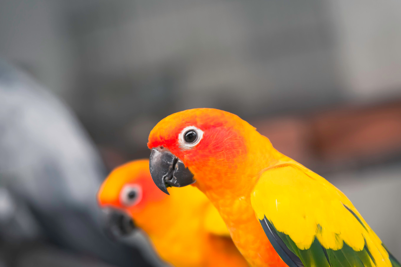 Lovely sun conure birds, an Animal Photo by PeoGeo Studio