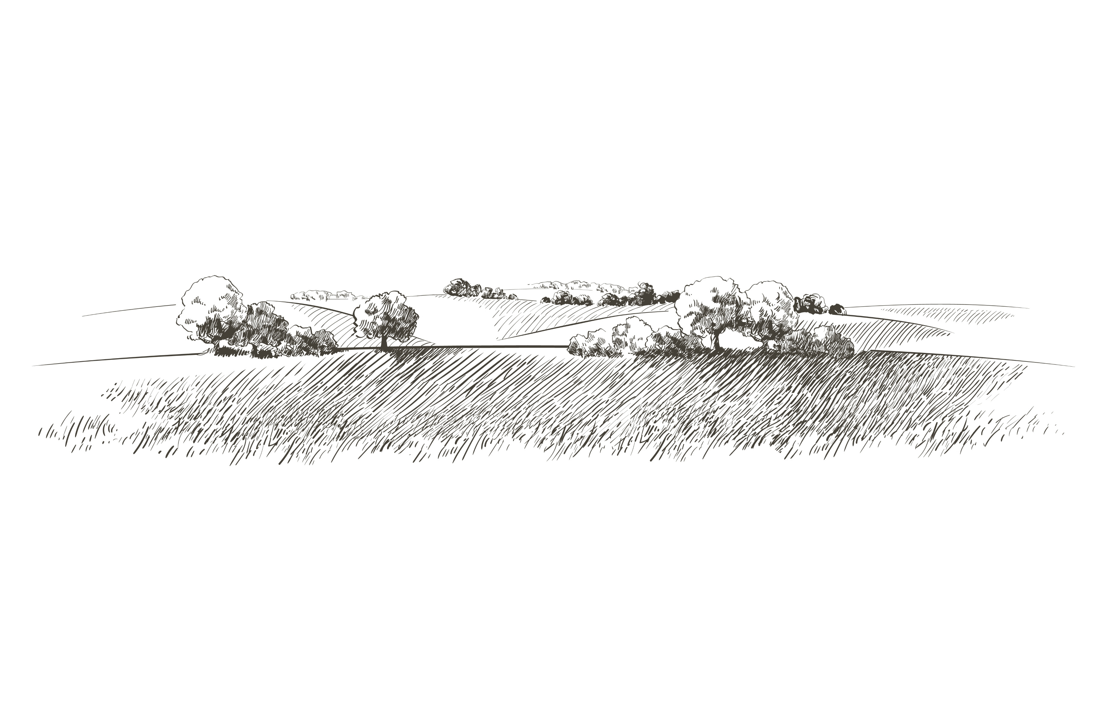 Vector sketch Green grass field on, a Food Illustration by Alltruecolours