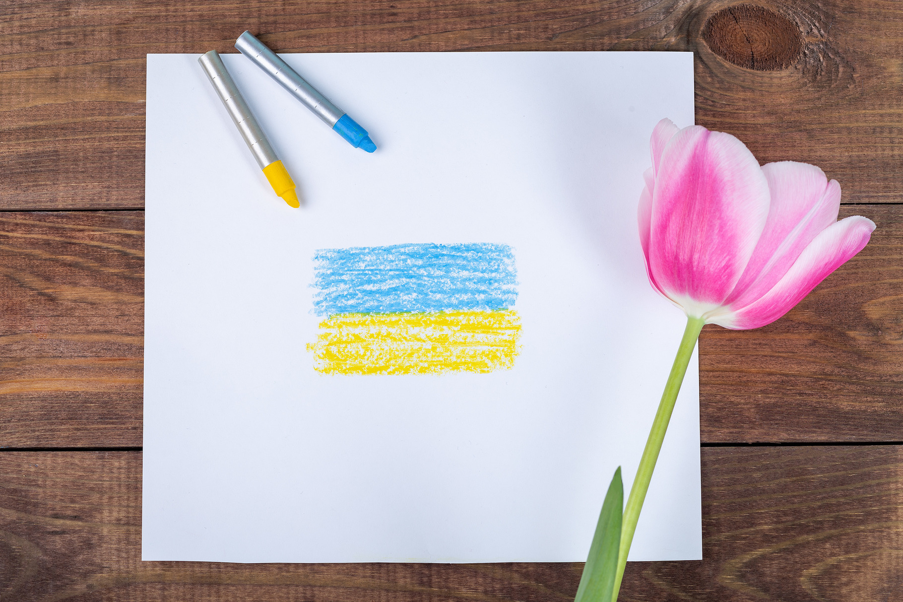 Ukrainian flag painted on white paper with wax crayons, pink tulip on a ...