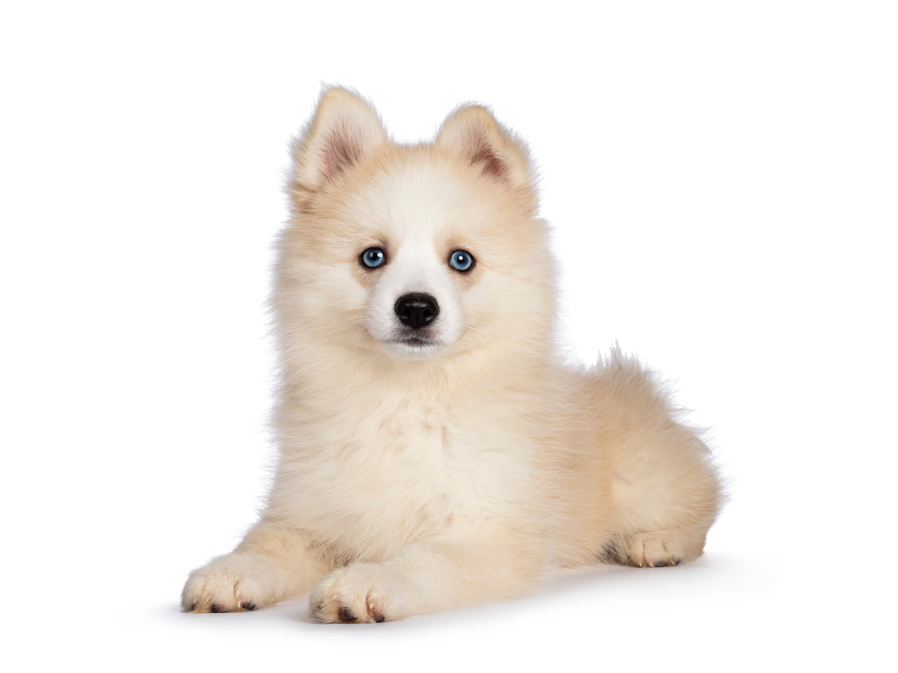 Pomsky dog on white background, an Animal Photo by Cat'chy Images by ...