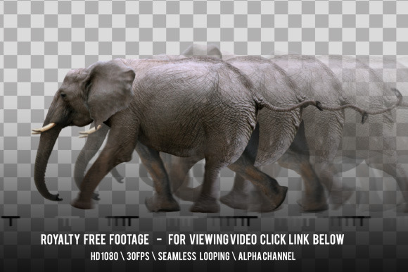 Elephant Running, a Graphic by AlphaNature | Creative Market