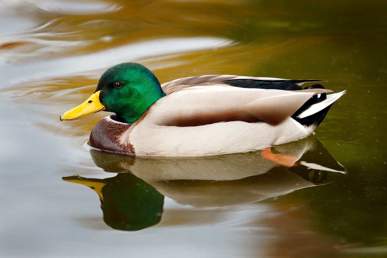 Beautiful duck featuring duck, feather, and cute, an Animal Photo by ...