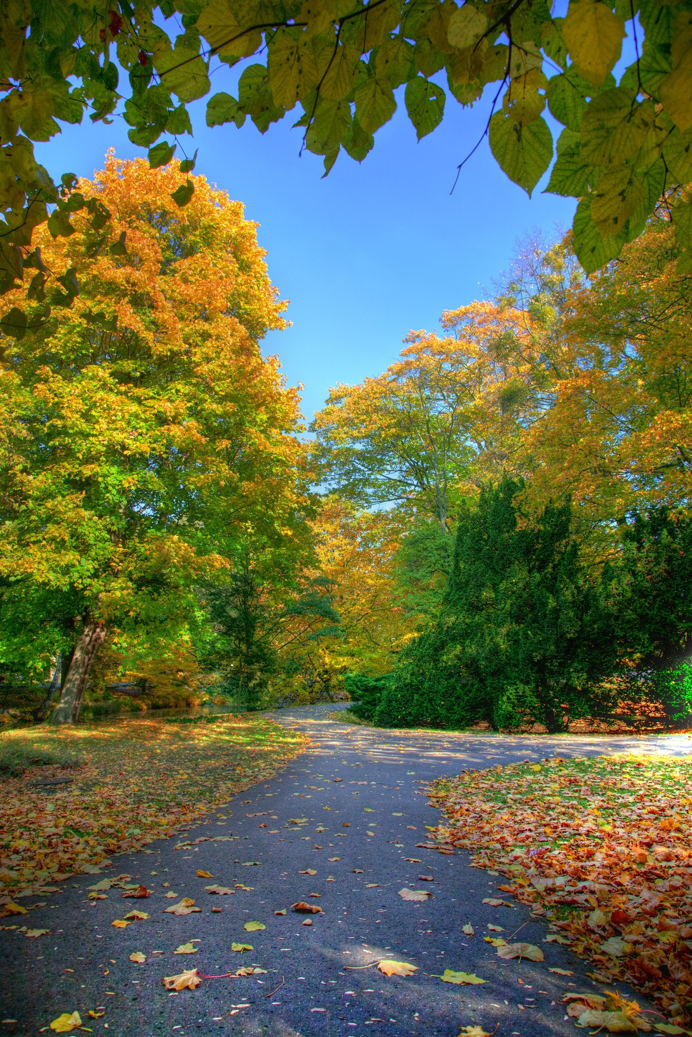Alley with colorful falling leaves featuring alley, way, and park, a ...