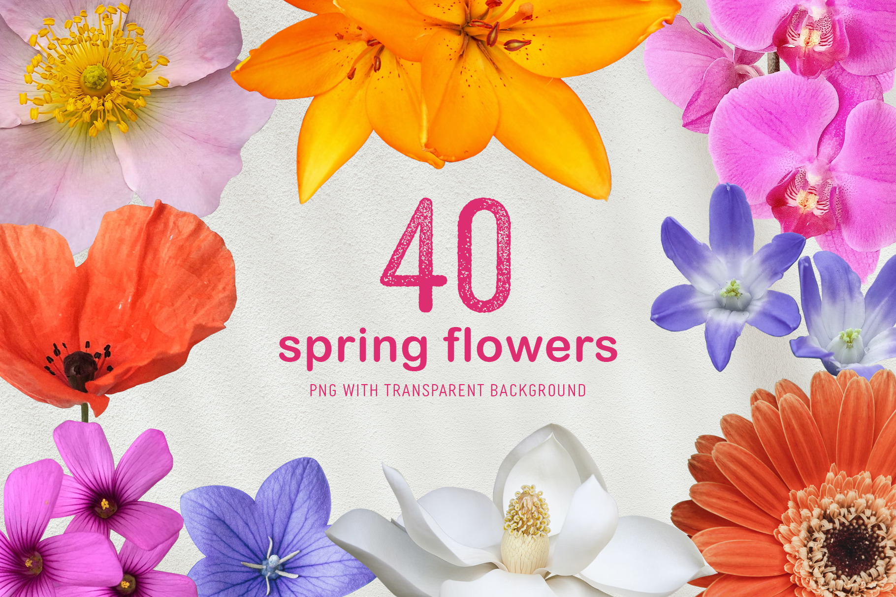 40 Spring Flowers in PNG