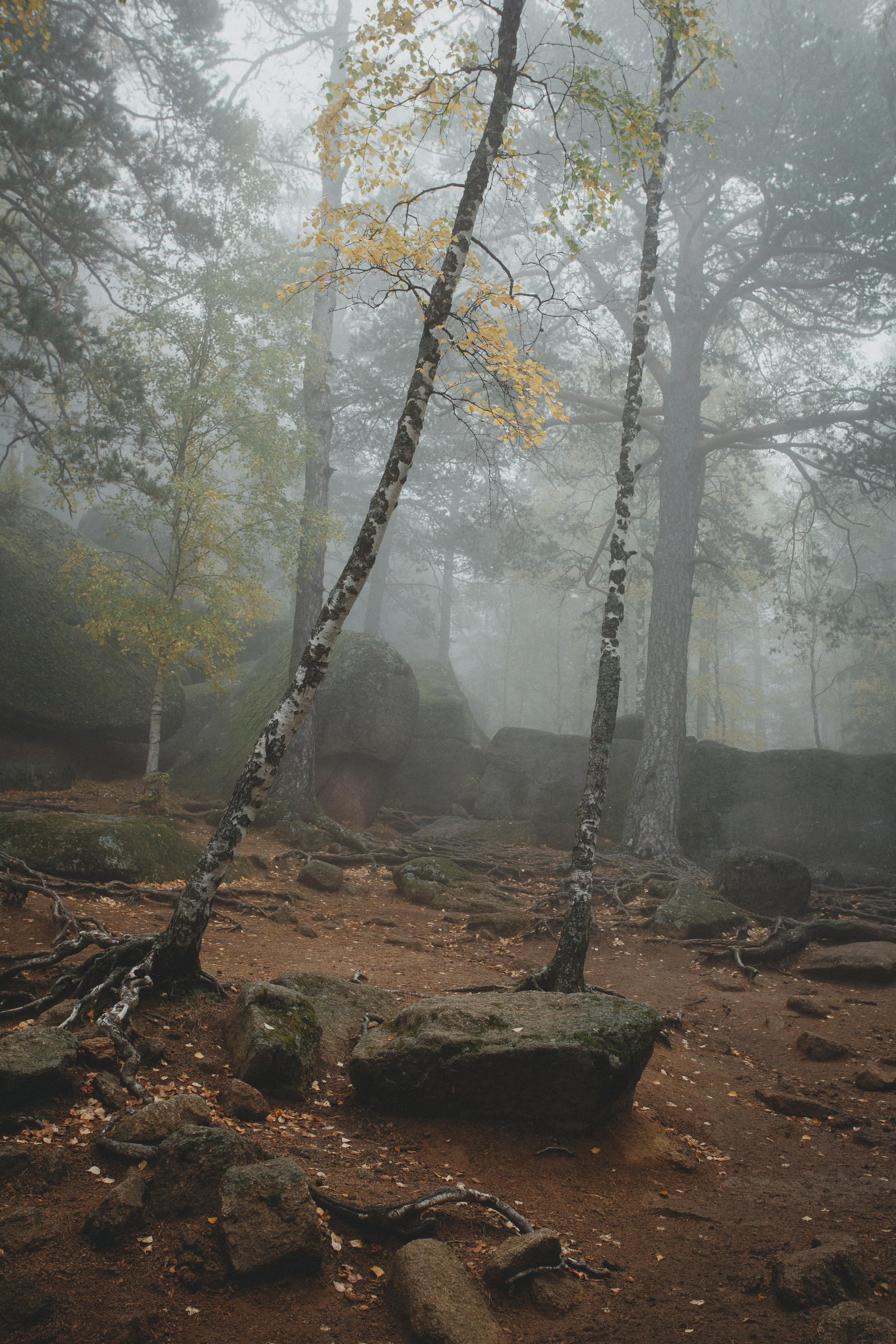 Trees in mysterious dark old forest, a Nature Photo by GoodMomentShop
