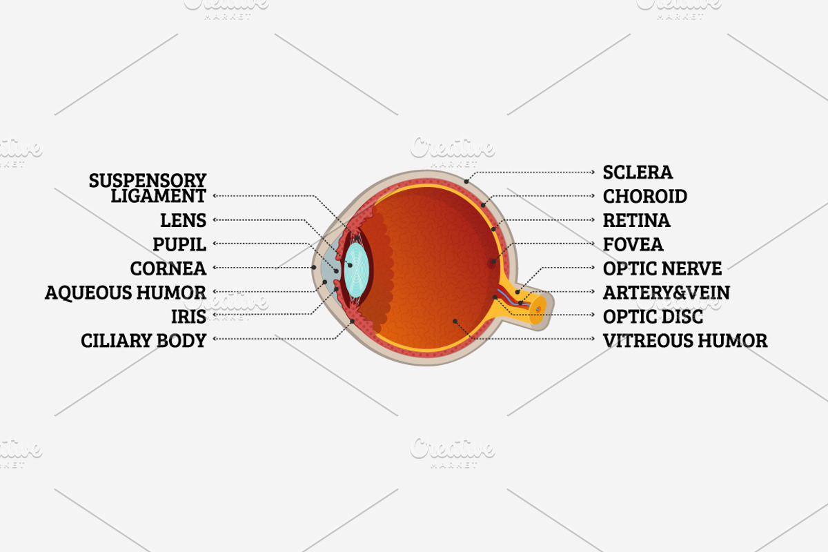 Human Eye Cross-Section, an Education Illustration by Beatriz Gascón
