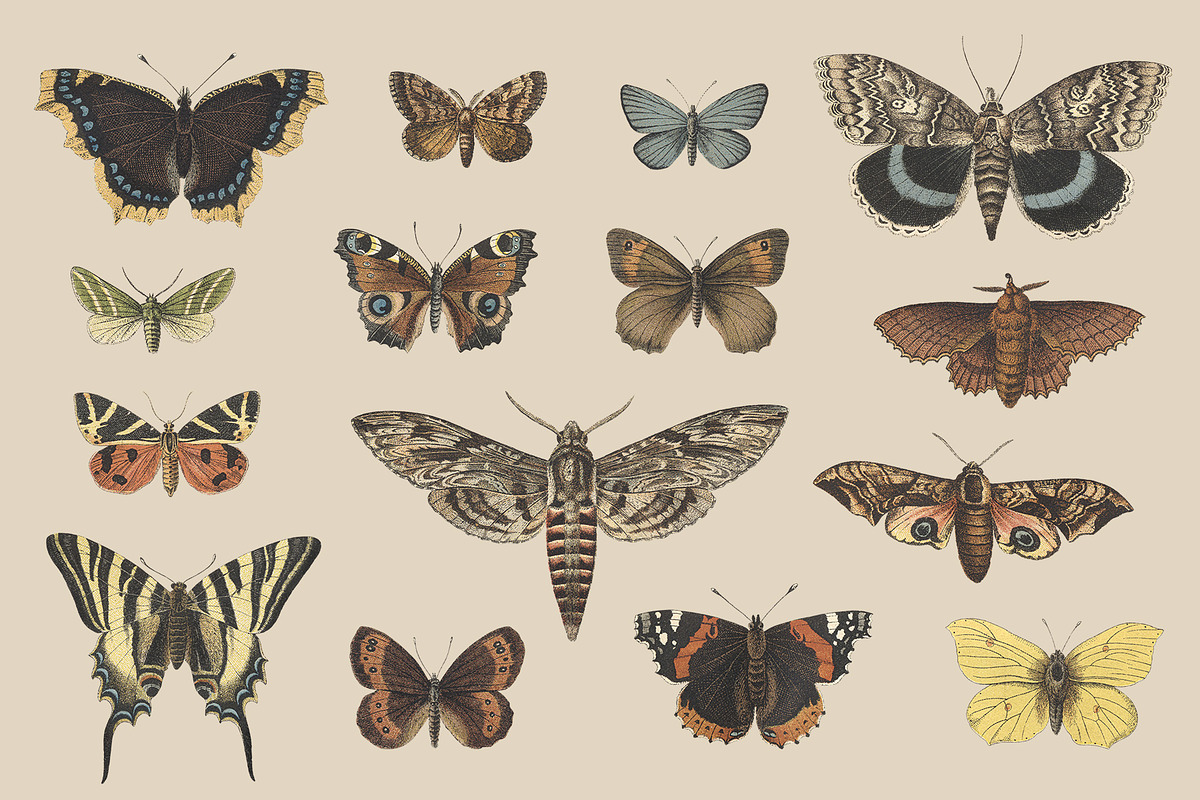 Butterflies & Moths Vintage Graphics, an Illustration by Graphic Goods