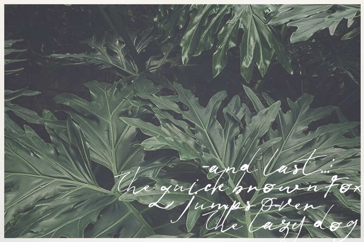 Jenna Jenkins Script, a Script Font by BlueRobinDesignShop | jenna in ...