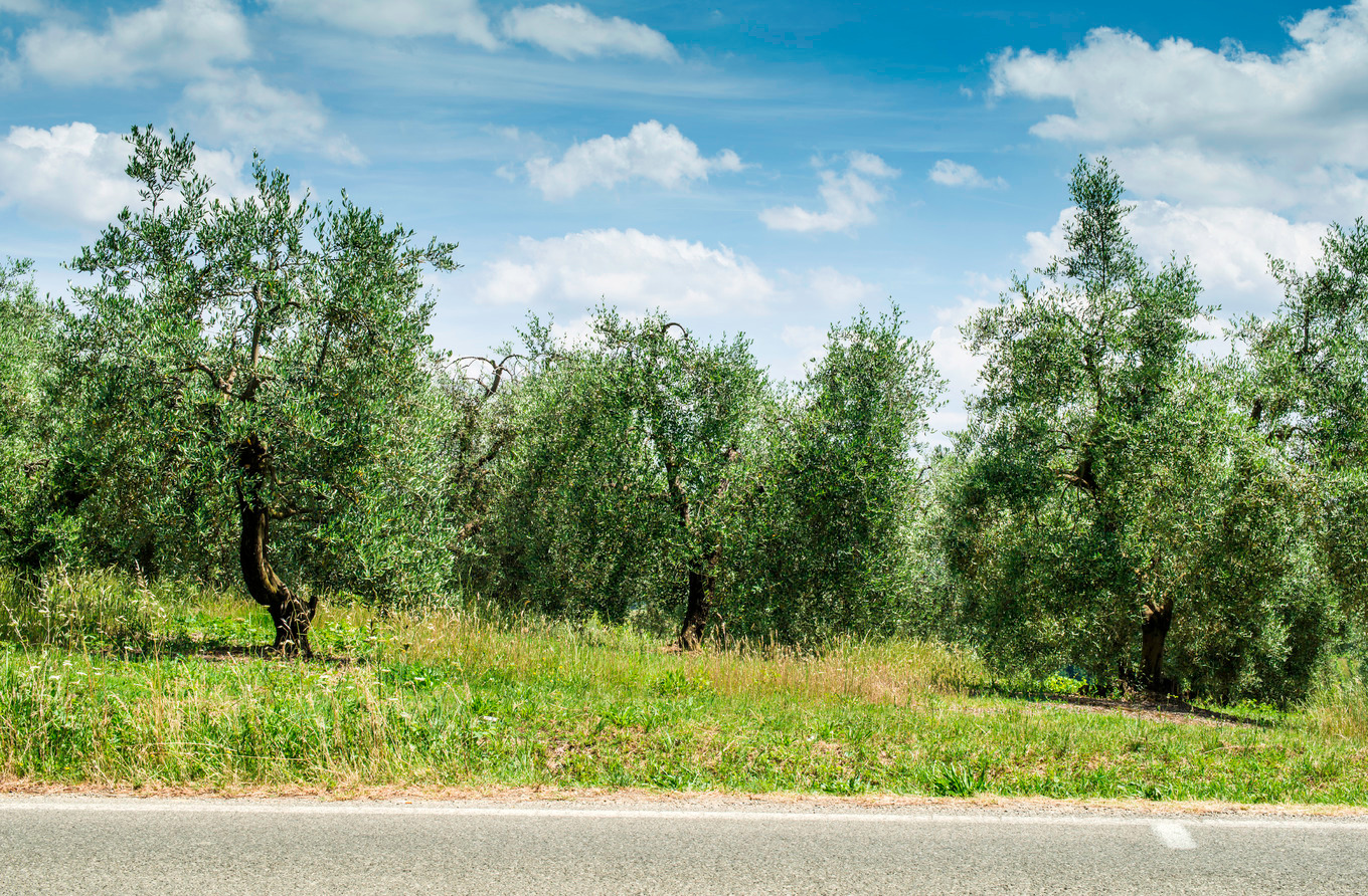 Olive trees in italy featuring olive, tree, and italy, a Nature Photo ...