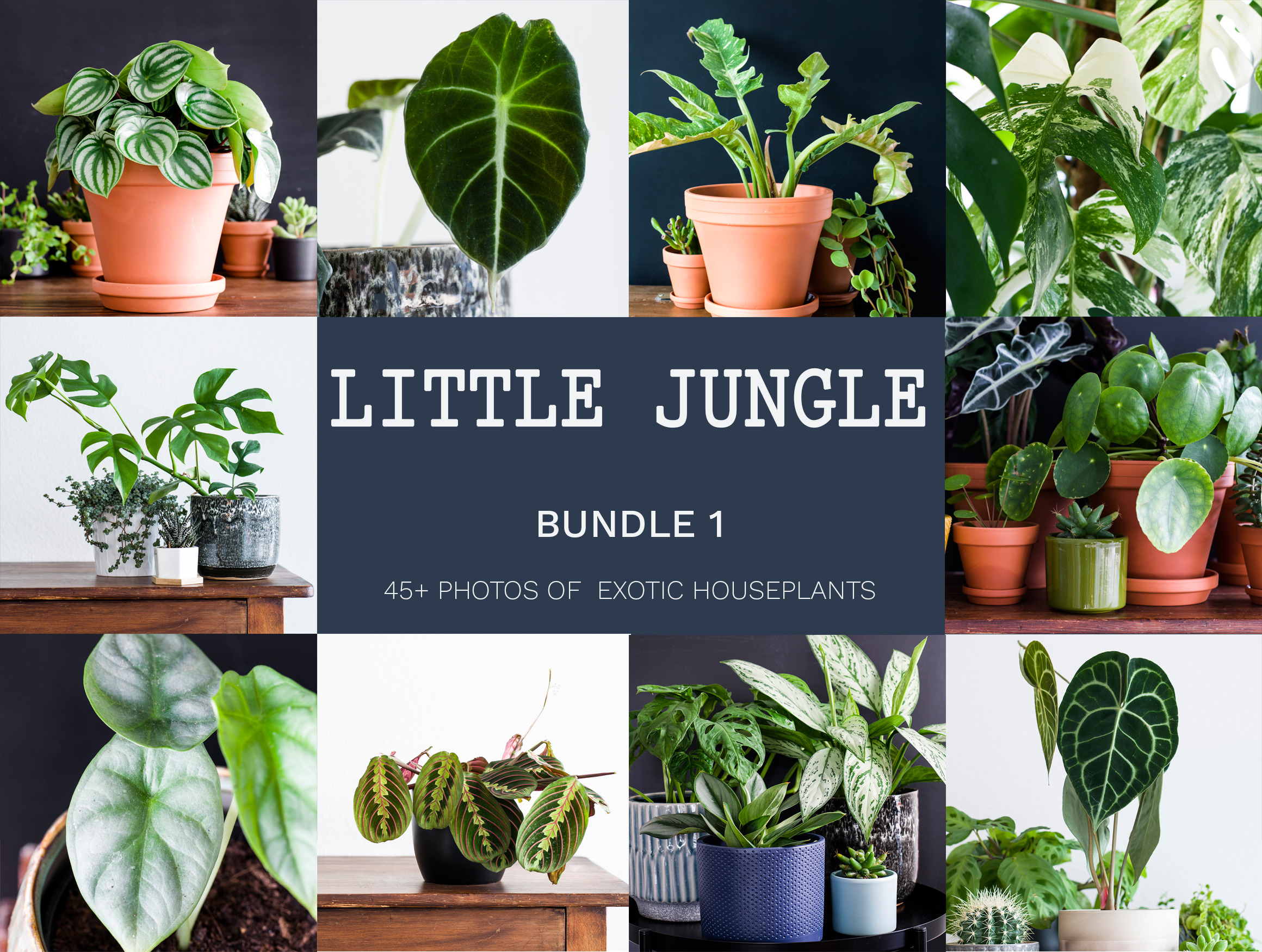Little Jungle Image Bundle 1, a Nature Photo by Lum3n